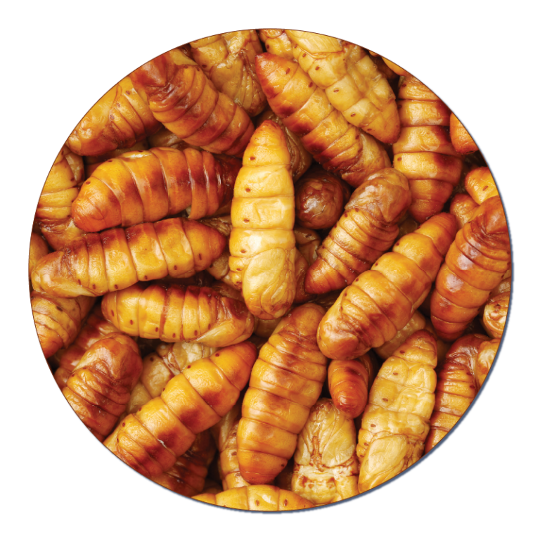 LoopGrubs - Loopworm