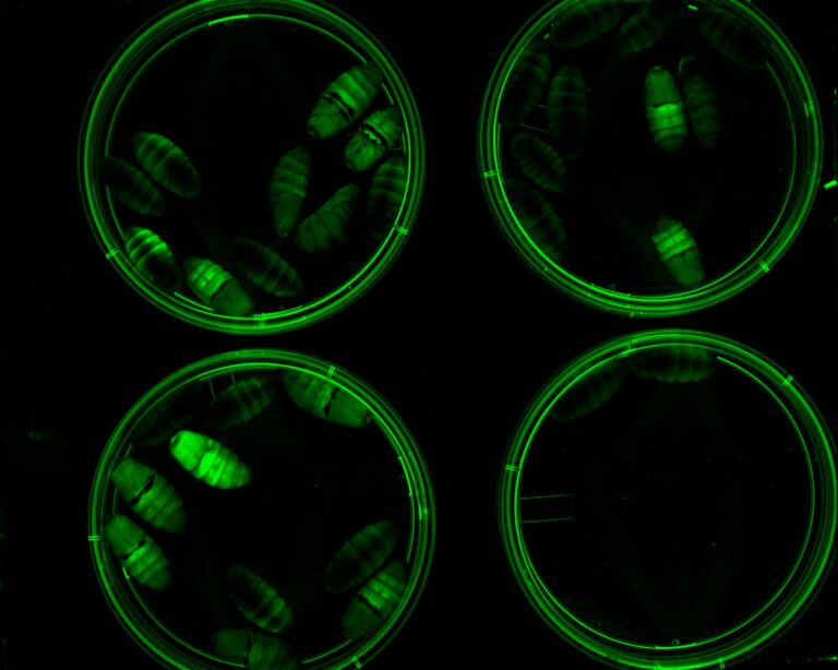 Innovation - Loopworm